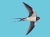 Раскраска ласточка скачать и распечатать